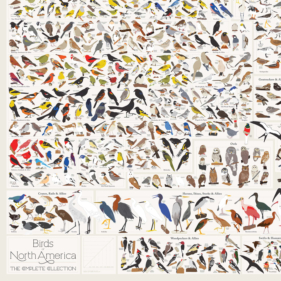 Birds of North America Poster – Environment for the Americas