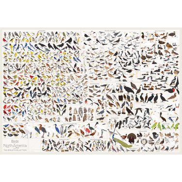 Birds of North America Poster – Environment for the Americas